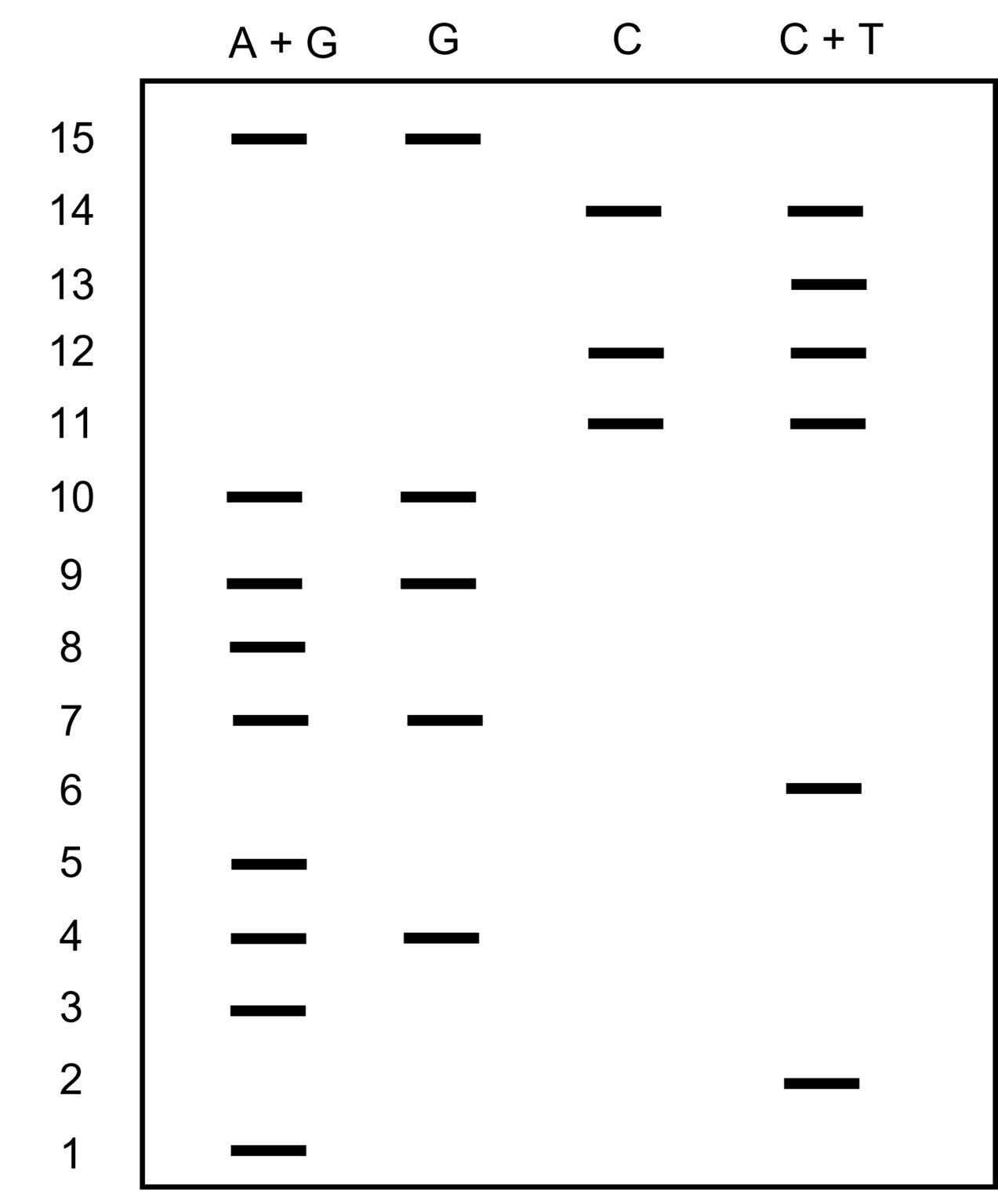 Maxam–Gilbert Sequencing: Easy Explanation & 3 Modern Uses