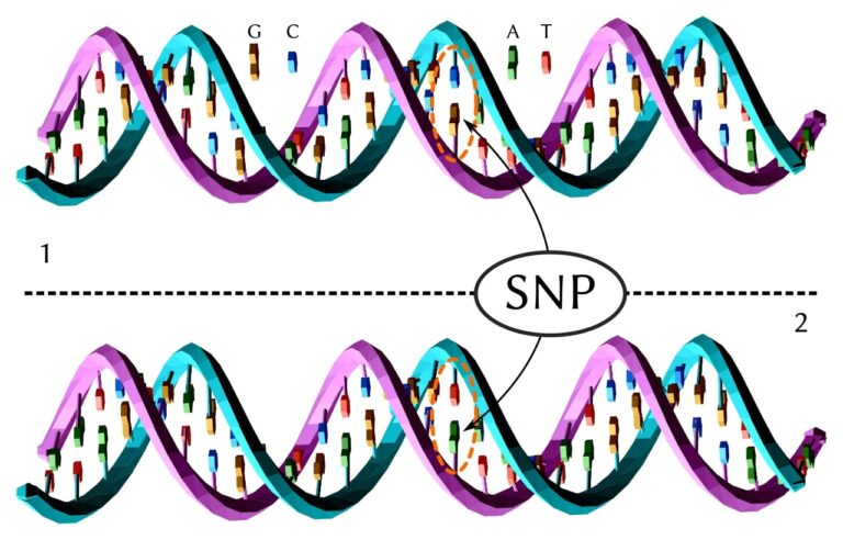 Genetic Variants Made Easy: 5 Types Everyone Should know