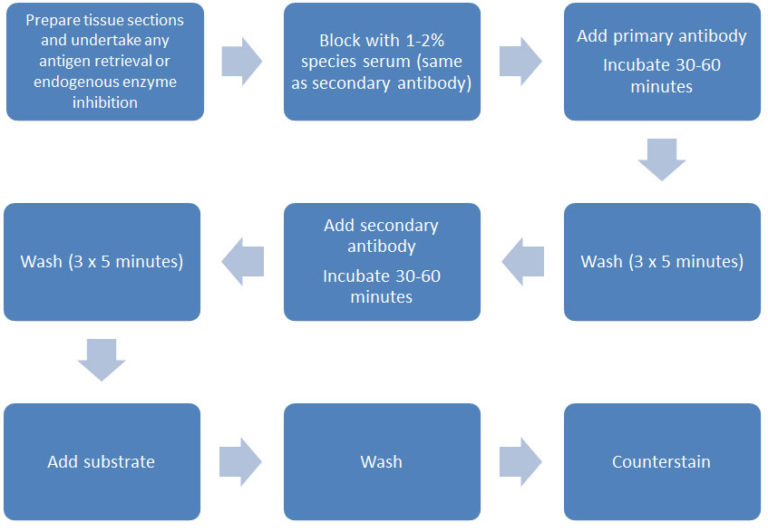 Immunohistochemistry Procedure: A Guide to the 4 Main Steps