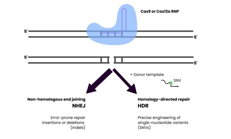 A Better Alternative to Immortalized Cells