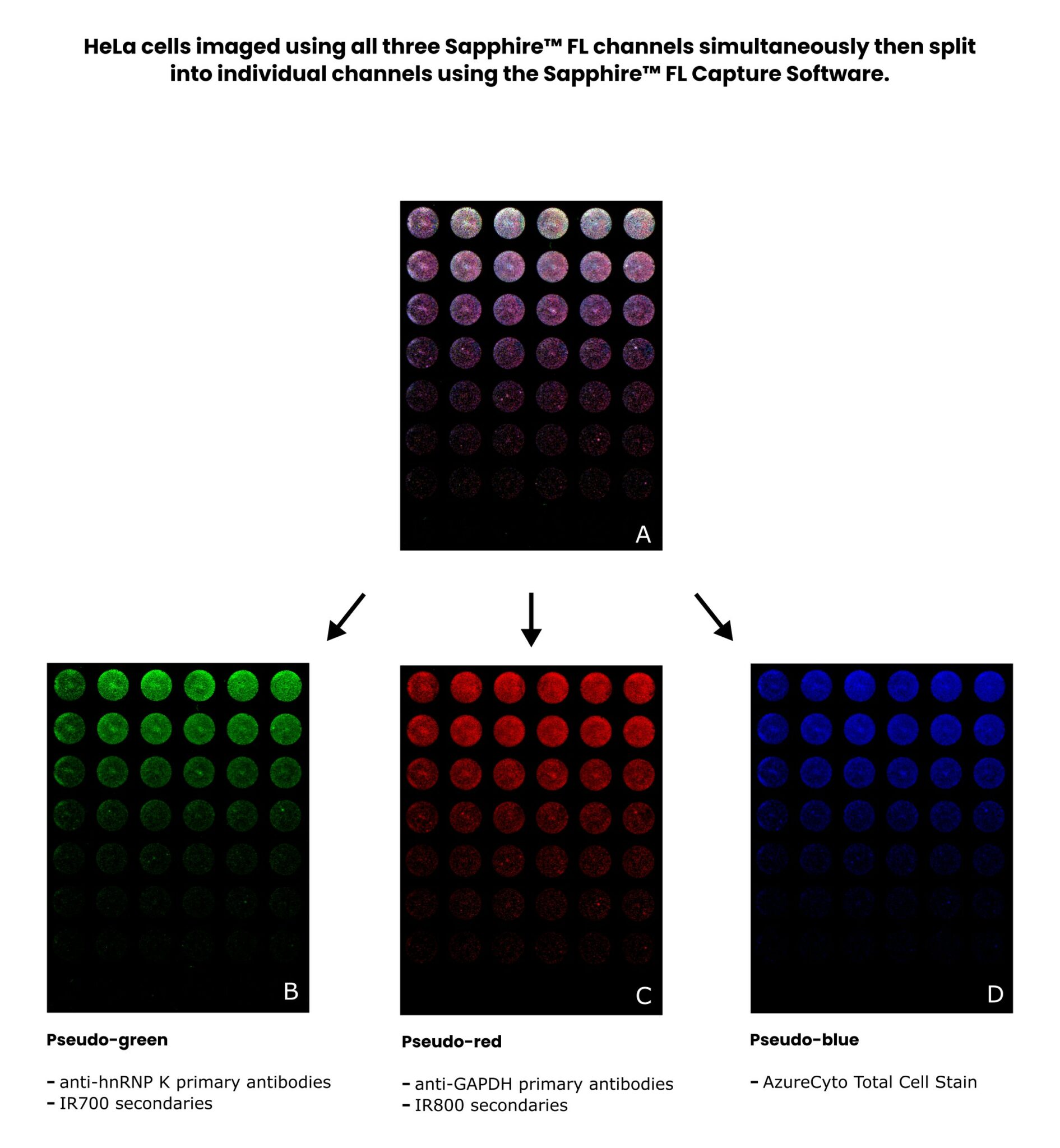 In-cell Westerns: Your Essential Guide