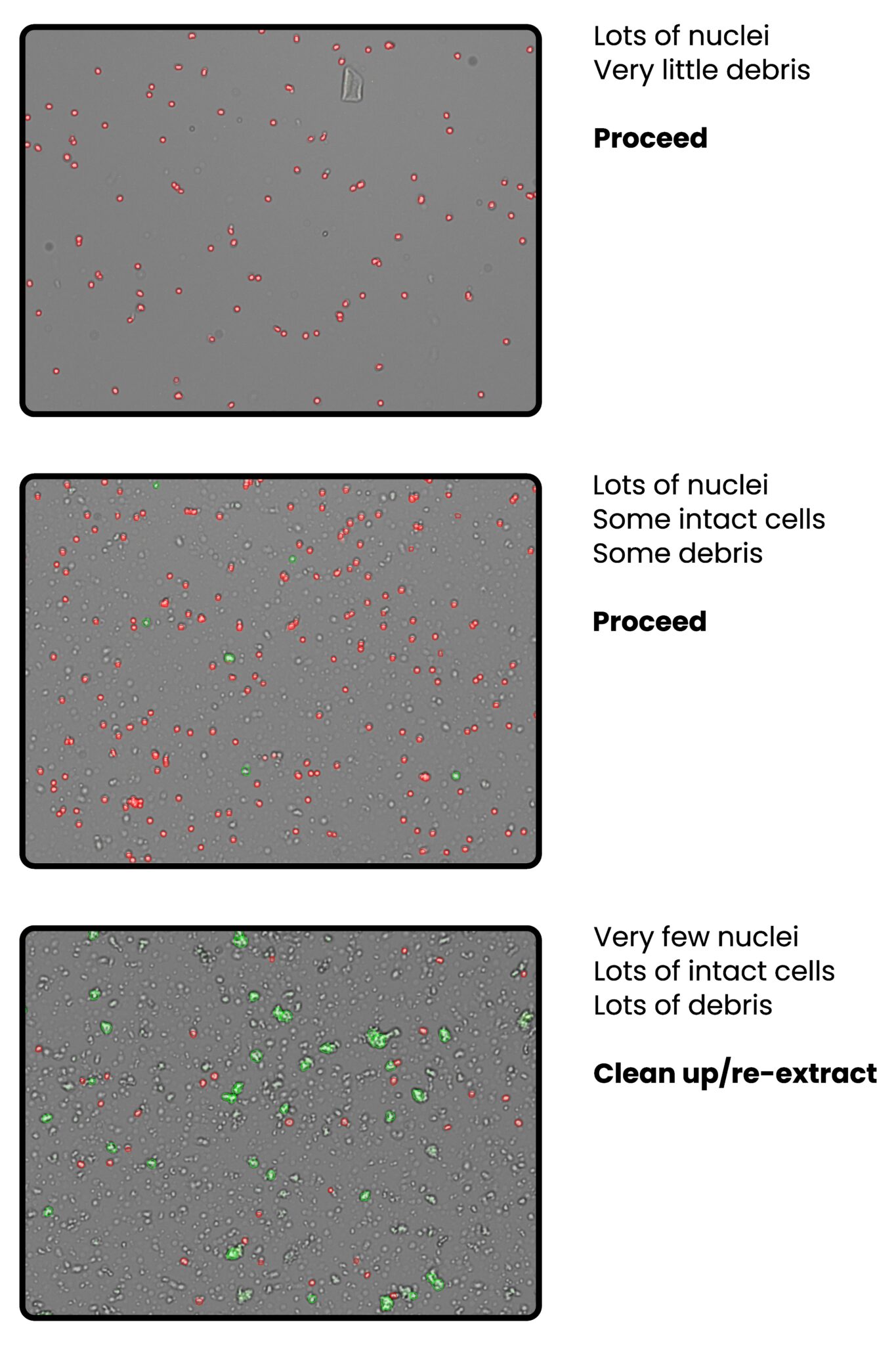 Top Tips for optimizing nuclei extraction and counting