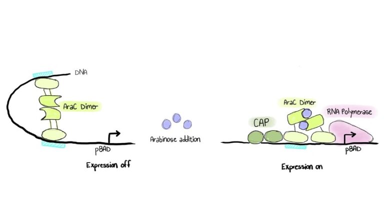 Using the pBAD Promoter to Express Proteins