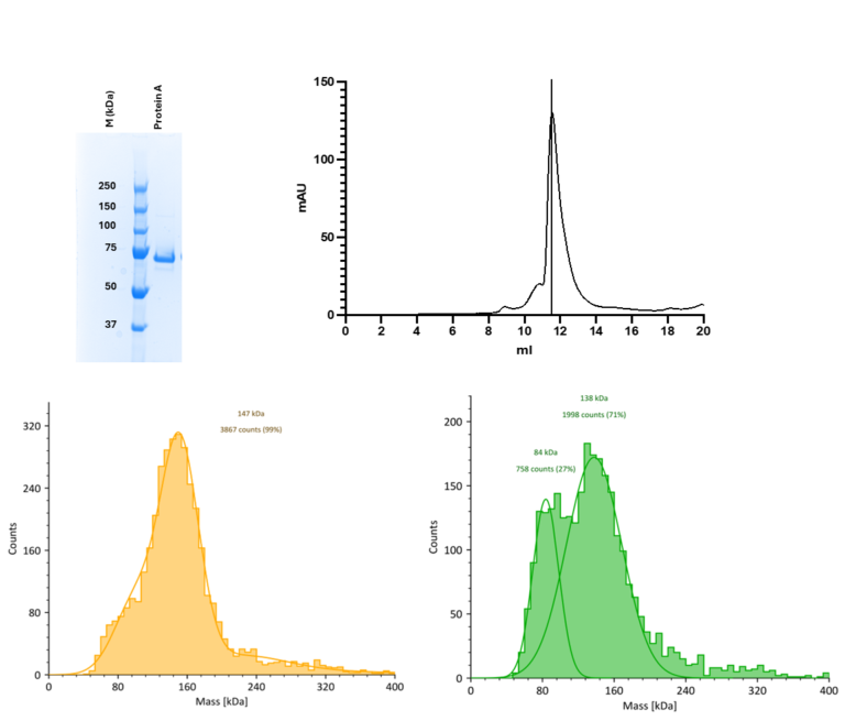 Mass Photometry Protein Oligomerization: Detect Complexes, Aggregates ...