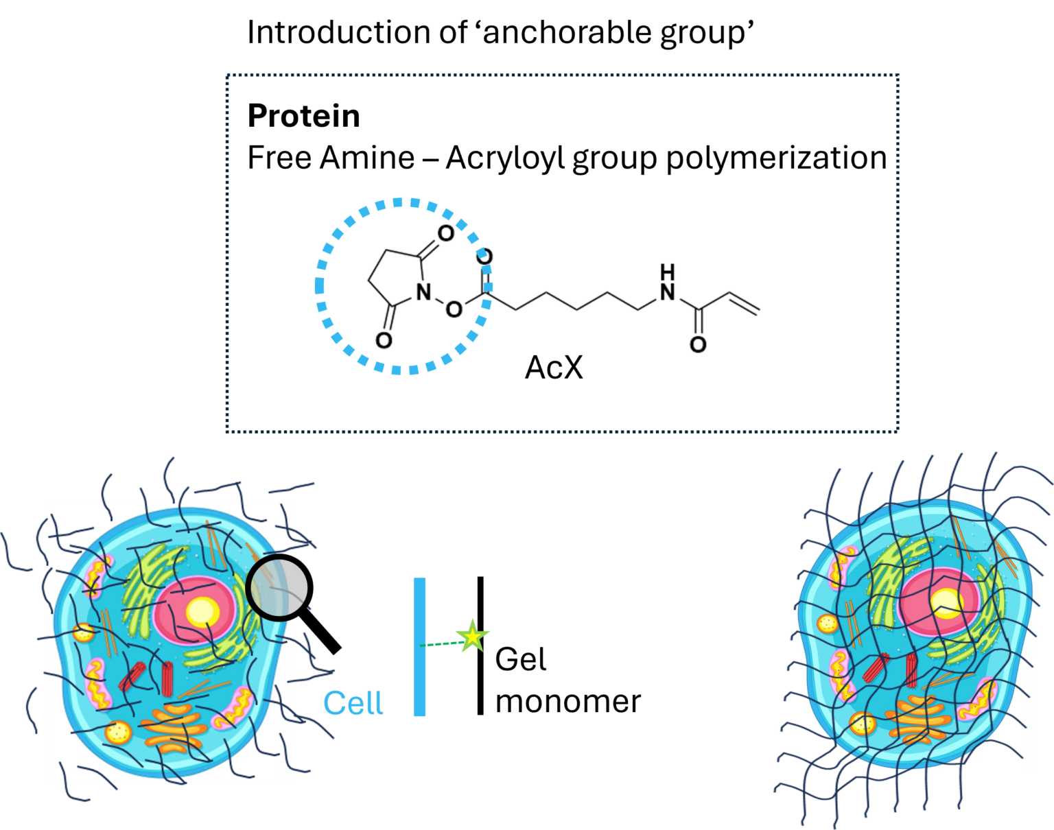 Expansion Microscopy: Achieving Nanoscale Resolution Using Conventional ...