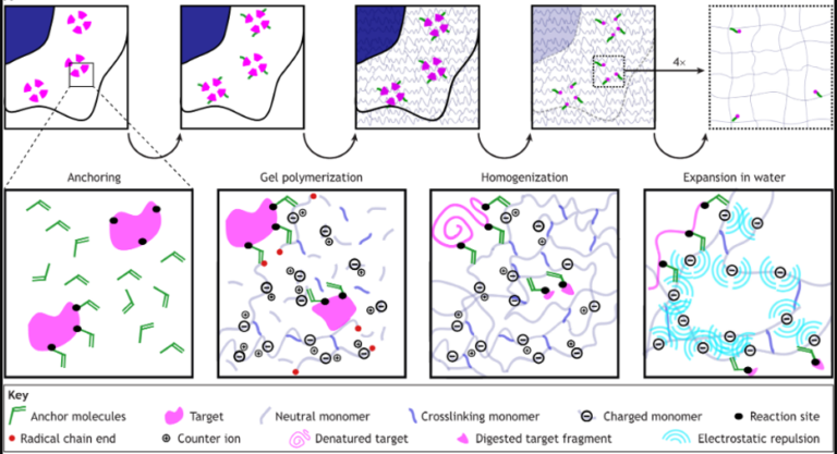 Expansion Microscopy: Achieving Nanoscale Resolution Using Conventional ...