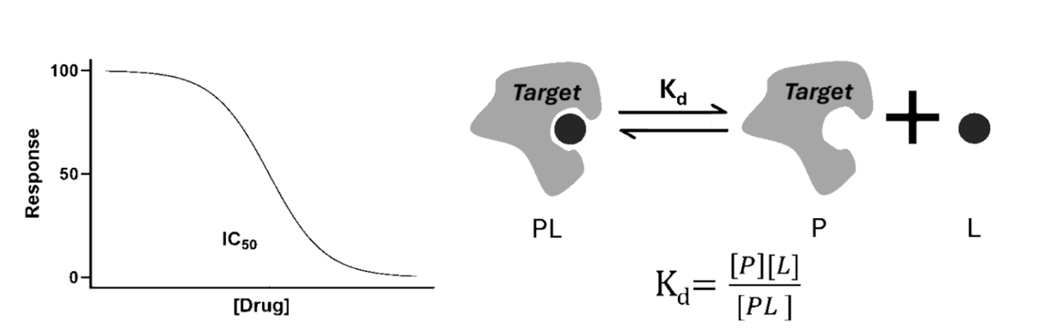 How to Interpret IC50 and Kd in Drug–Target Interactions