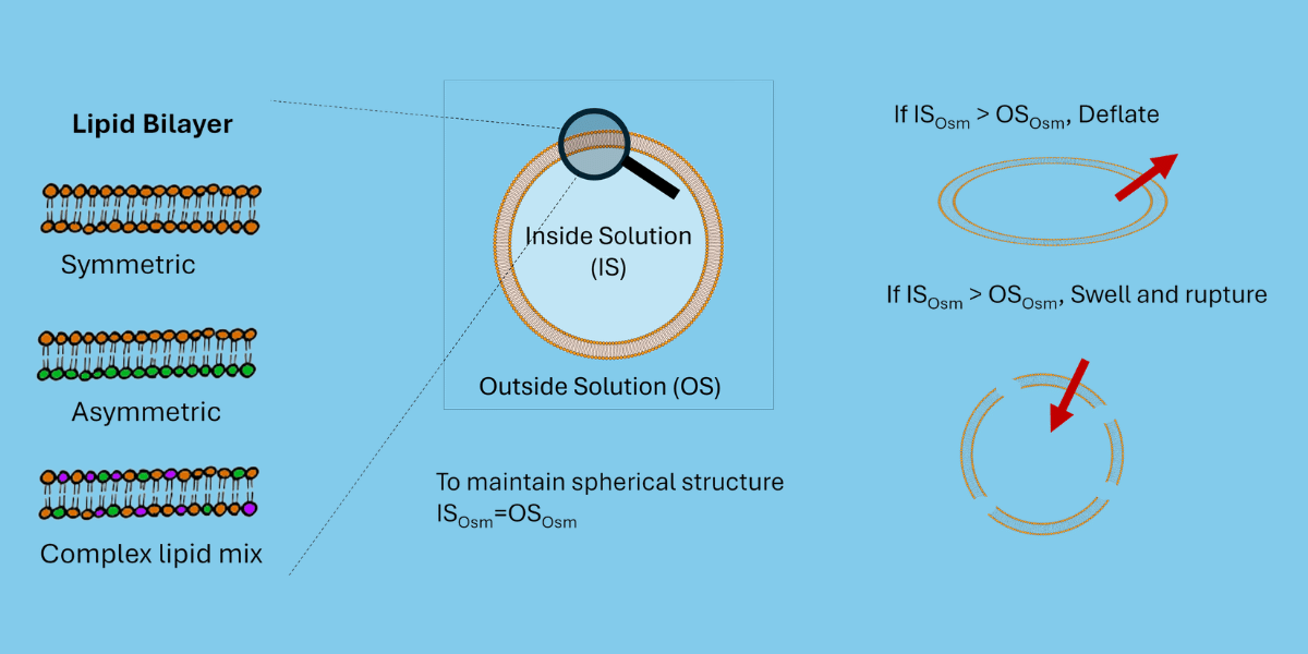 How to Choose a Methodology for Making Giant Unilamellar Vesicles (GUVs)