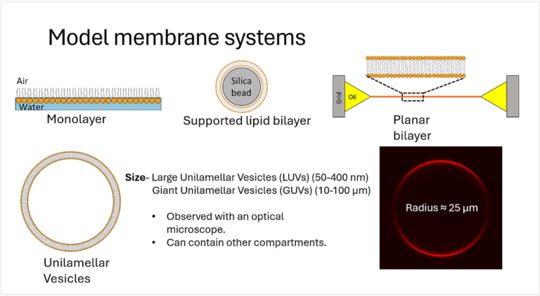 How to Choose a Methodology for Making Giant Unilamellar Vesicles (GUVs)